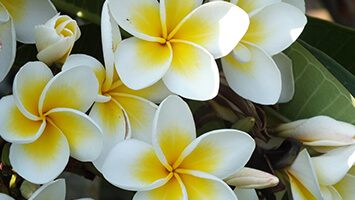 Жасмин. Выращивание и уход | Статьи ООО «Торговый дом «Рост Агро»